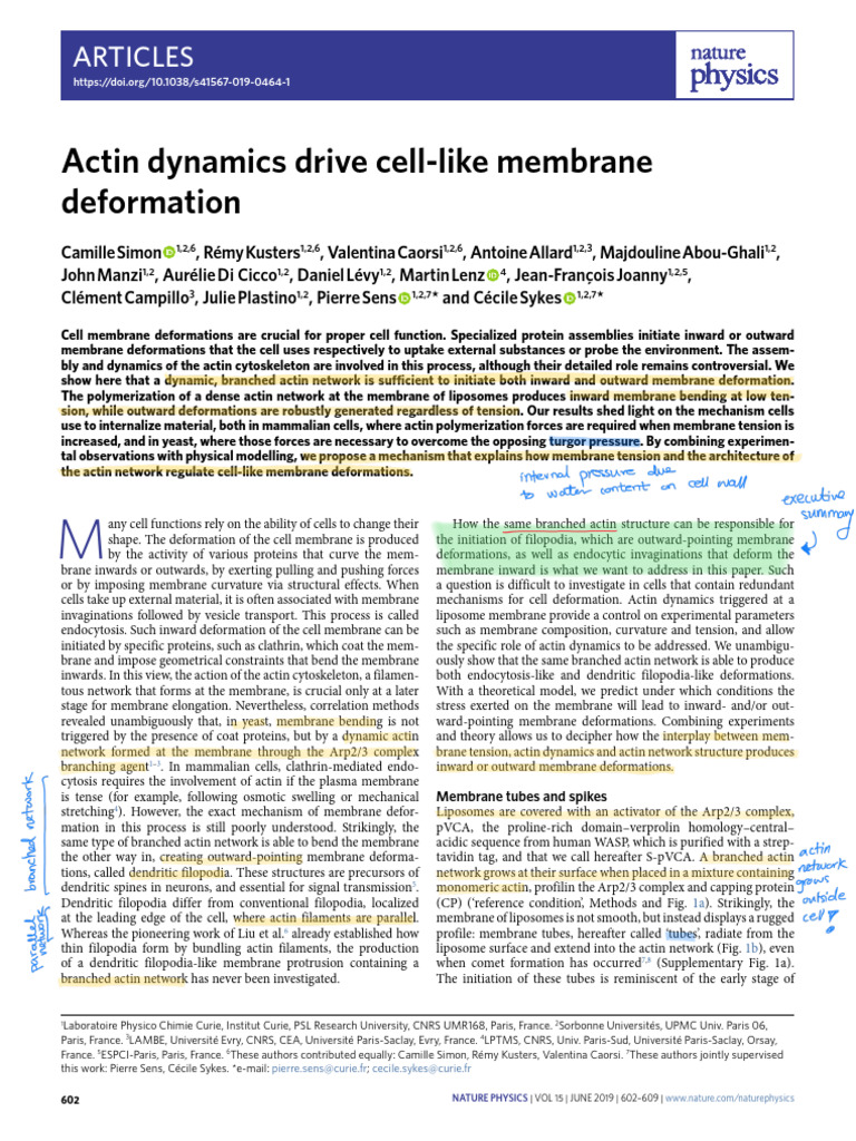 Actin Dynamics Drive Cell-Like Membrane Deformation | PDF