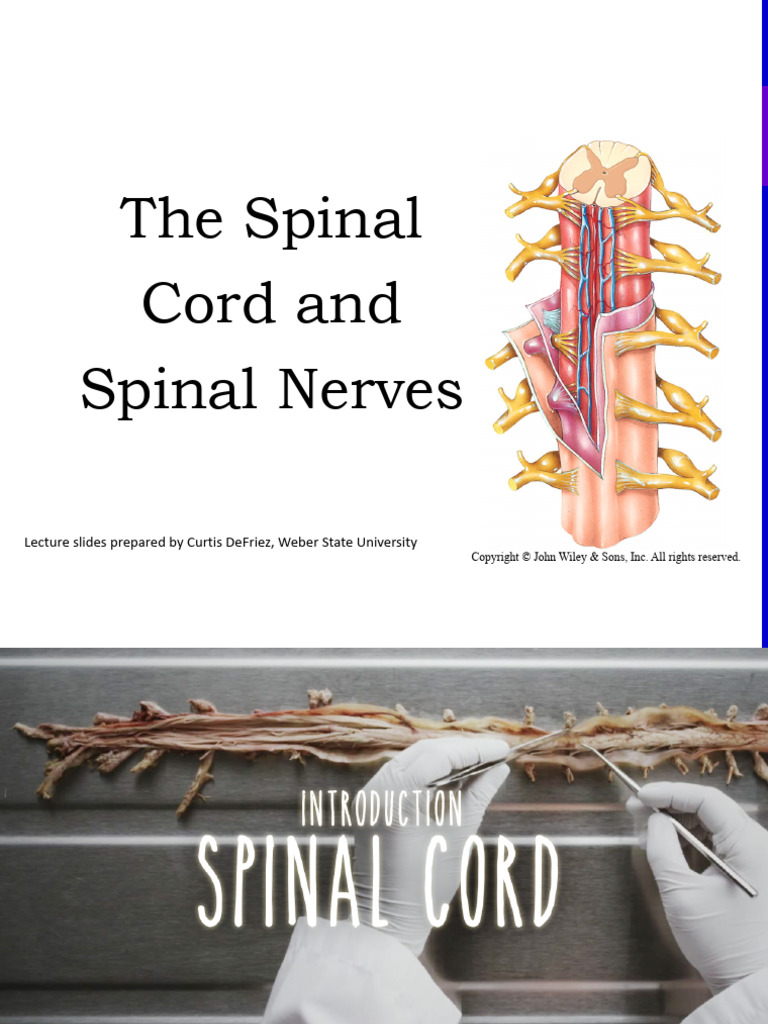 Anap 6 (Spinal Cord) | PDF