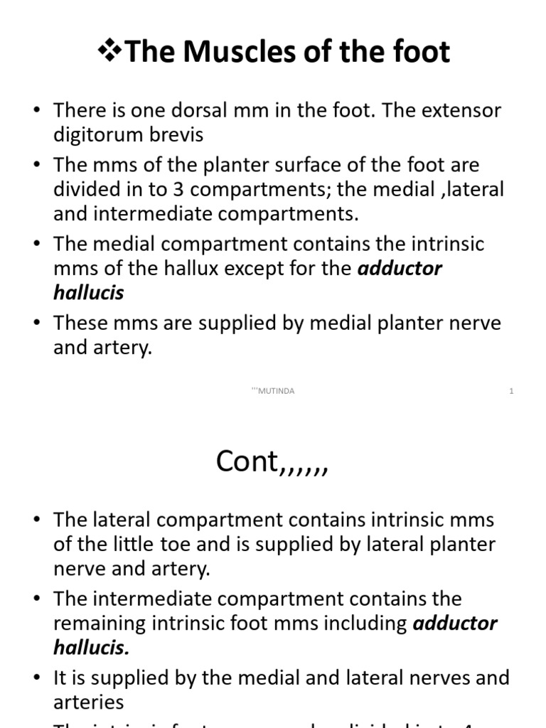 Muscles of the Human Foot Explained | PDF | Foot | Toe