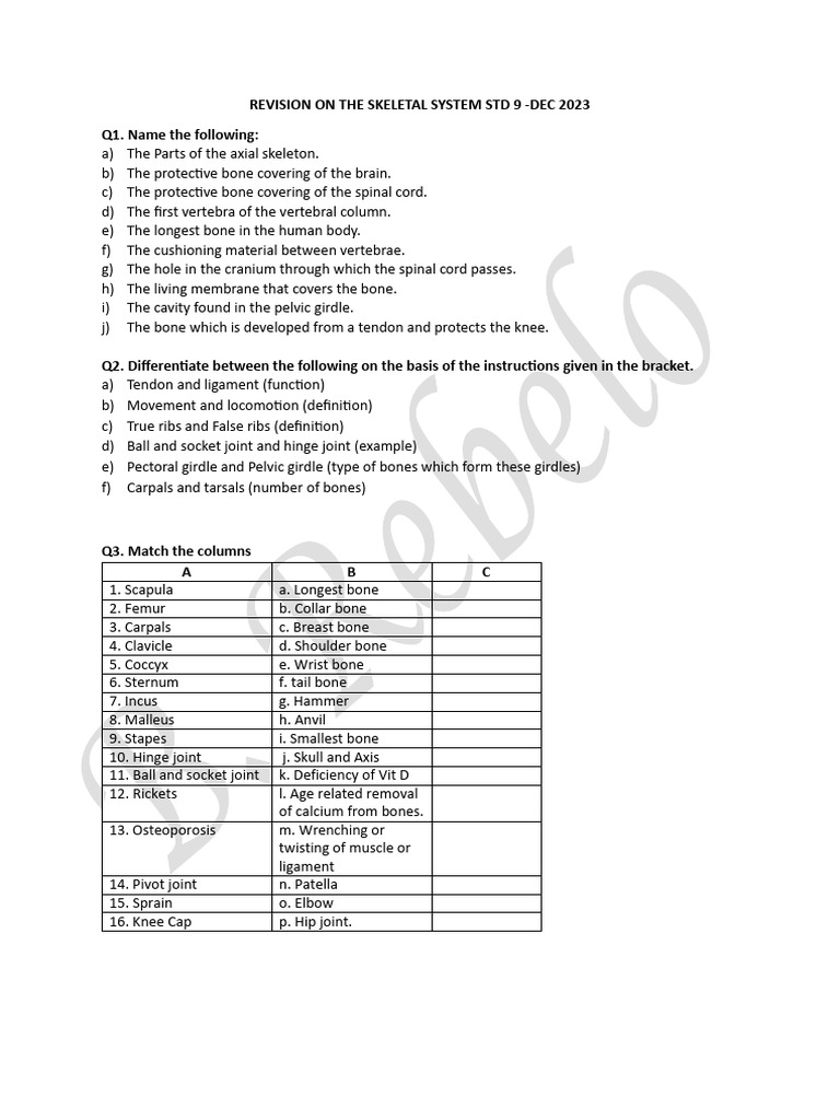 Revision On Skeletal System Dec 2023 | PDF