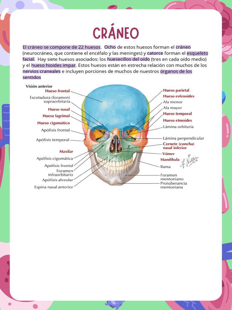 Anatomía Cráneo | PDF