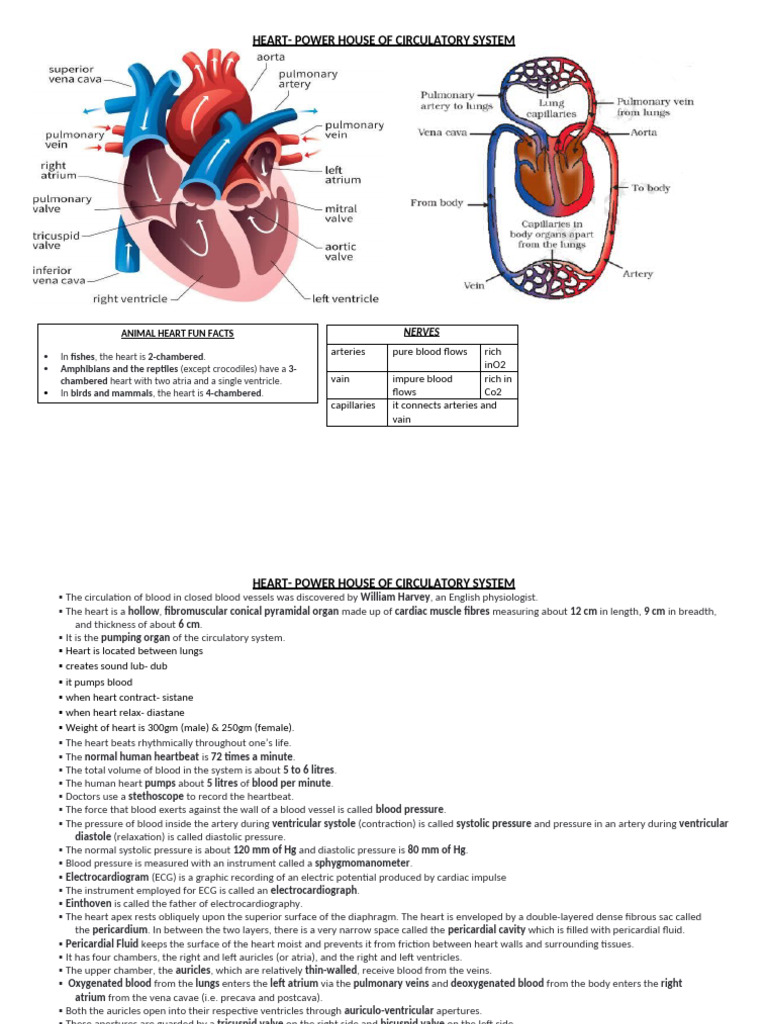 HEART | PDF