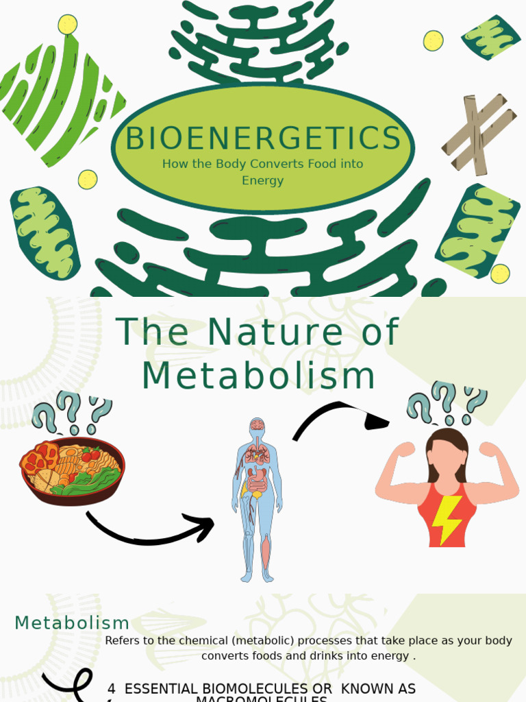 Bioenergetic | PDF