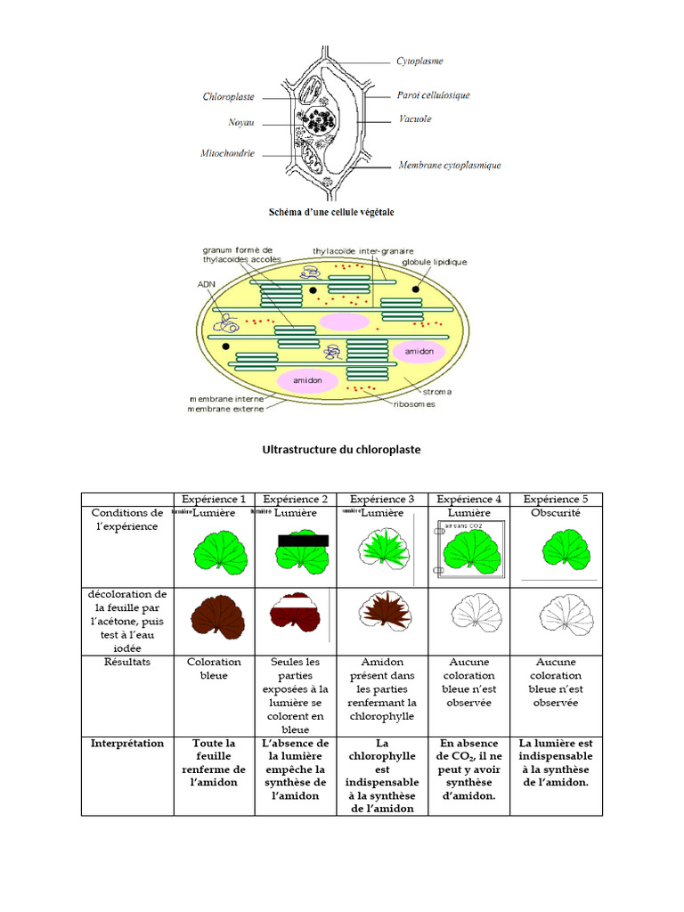 Planches SVT 2nde | PDF