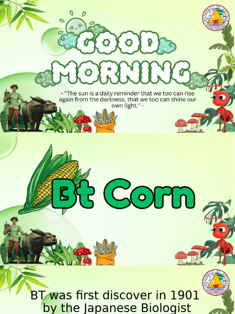 BT Corn Report - 082522 | PDF