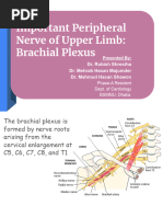 Brachial Plexus (Ninja Nerd) | PDF | Musculoskeletal System | Limbs (Anatomy)