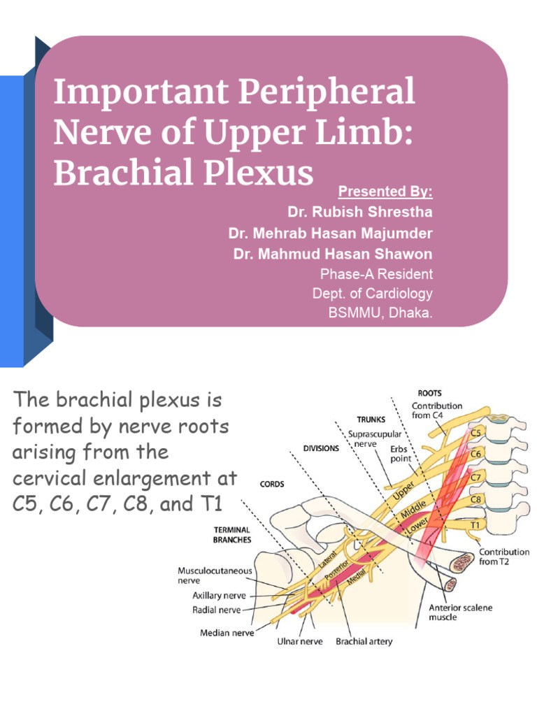 Brachial Plexus and Important Peripheral Nerve of Upper Limb-New | PDF ...
