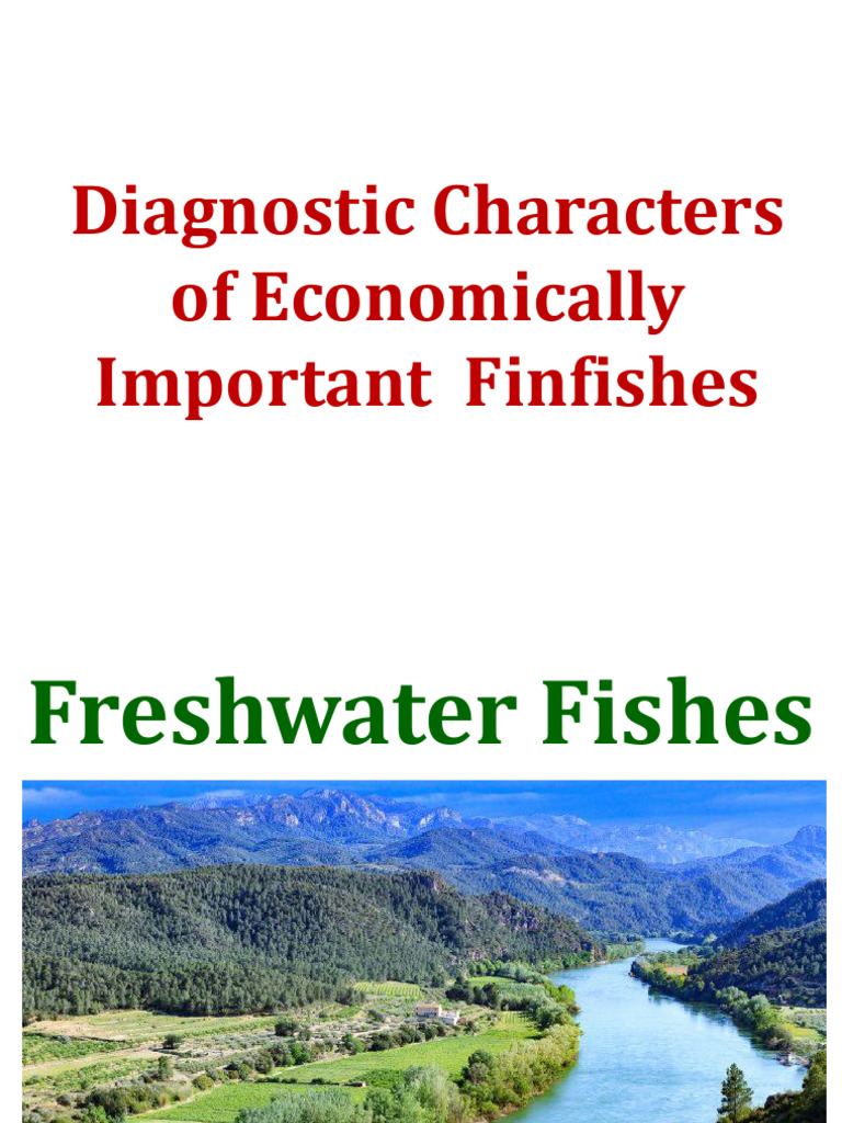 Key Characteristics of Fin Fishes | PDF | Fish | Vertebrates