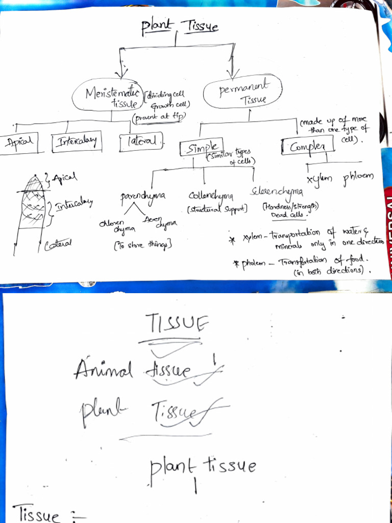 Class 9th TISSUE | PDF
