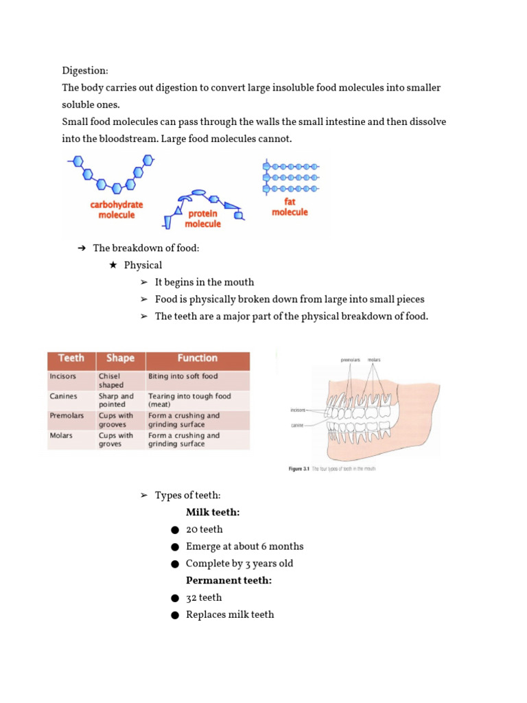 Biology Cambridge Checkpoint Notes | PDF