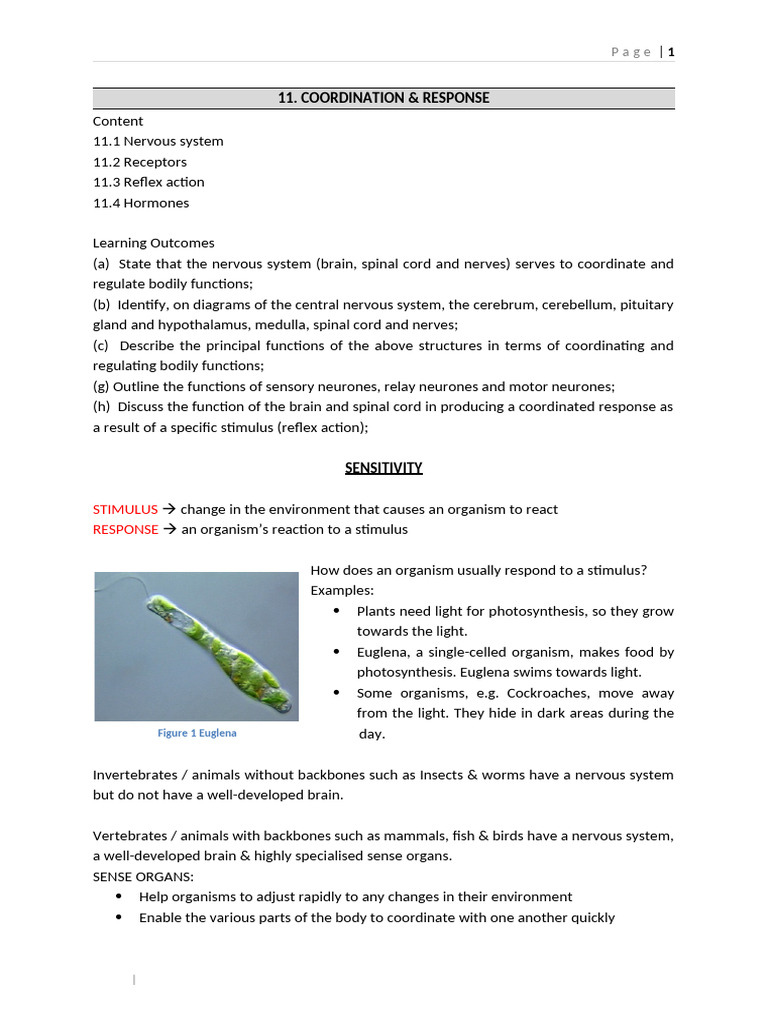 Notes - Nervous System - Support Movement Locomotion-1 | PDF