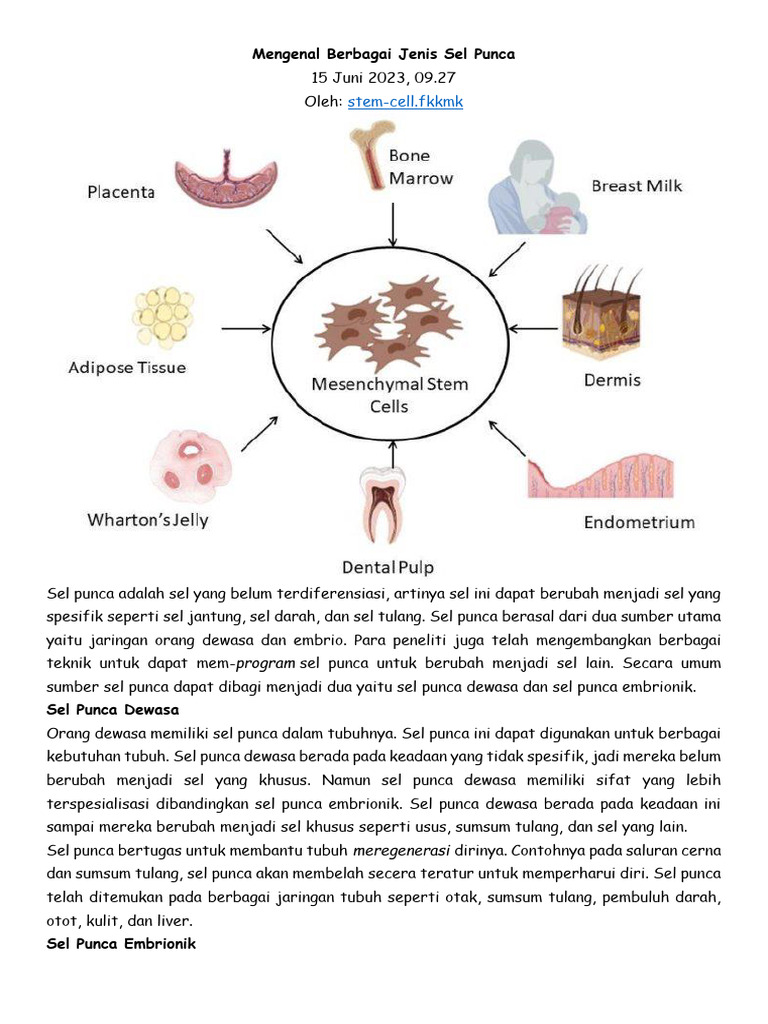Mengenal Berbagai Jenis Sel Punca | PDF