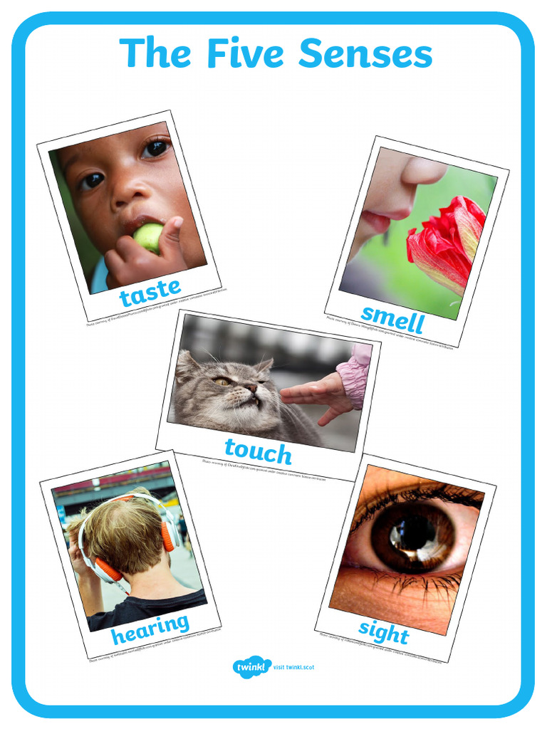 The Five Senses: Taste | PDF