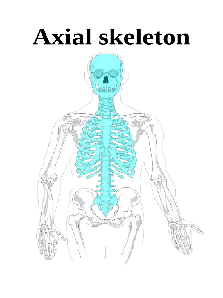 Axial and Apendicular Skeleton | PDF