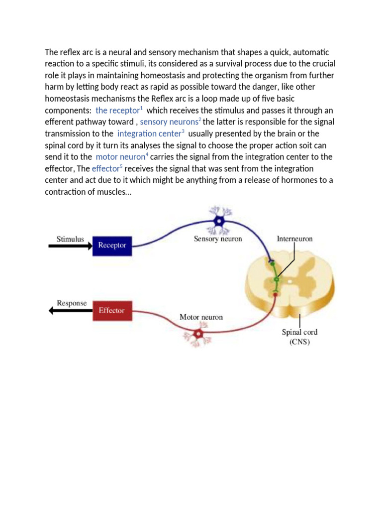 Reflex Arc | PDF