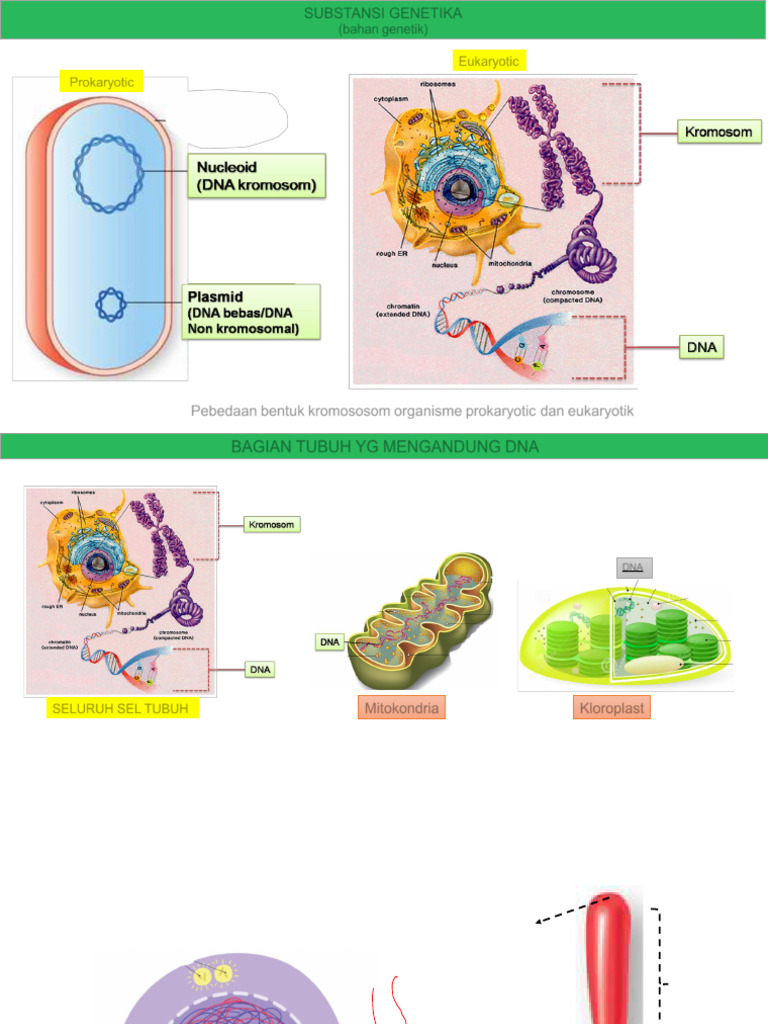 Substansi Genetika 1 | PDF