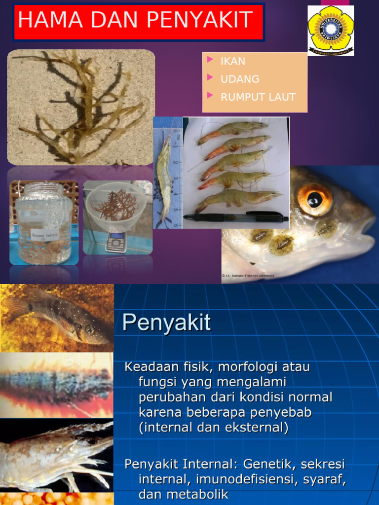 Pertemuan 4 - Hama Dan Penyakit - Ikan - Udang Dan Rumput Laut | PDF