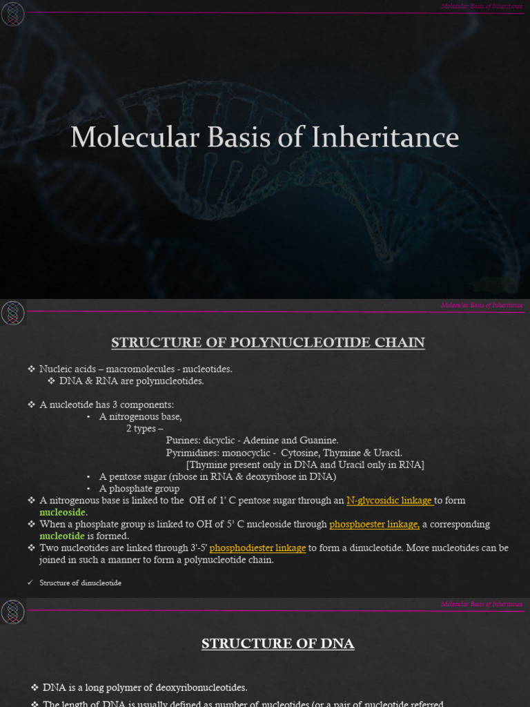 6-Molecular Basis of Inheritance | PDF