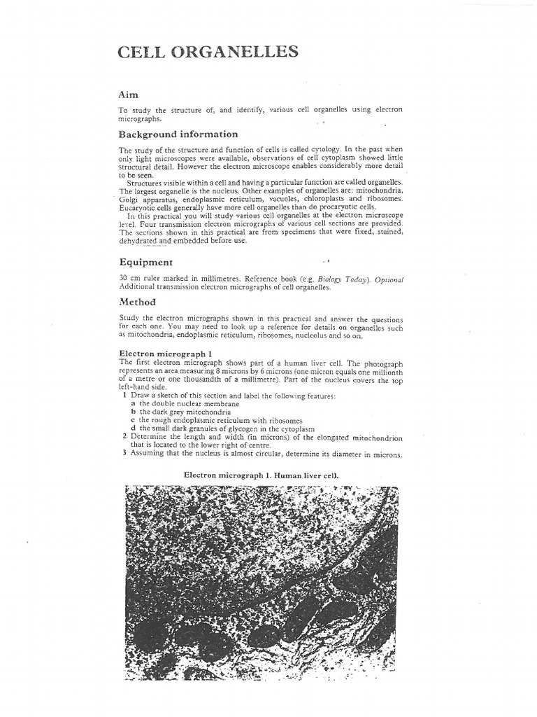 Cell Organelles Activity | PDF