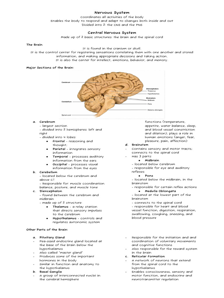 Human Anatomy - Midterms | PDF