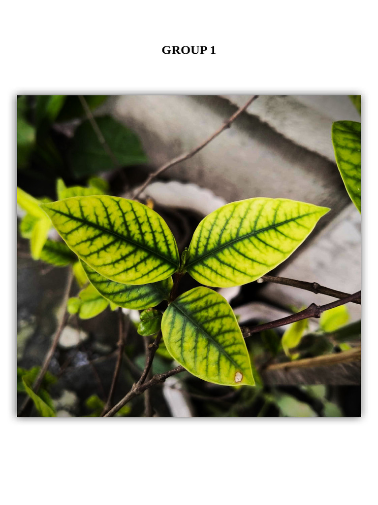 Group 1 Activity | PDF