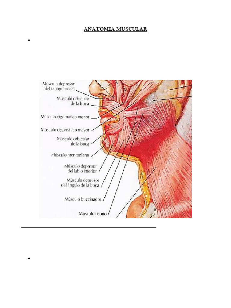 Anatomia Facial | PDF