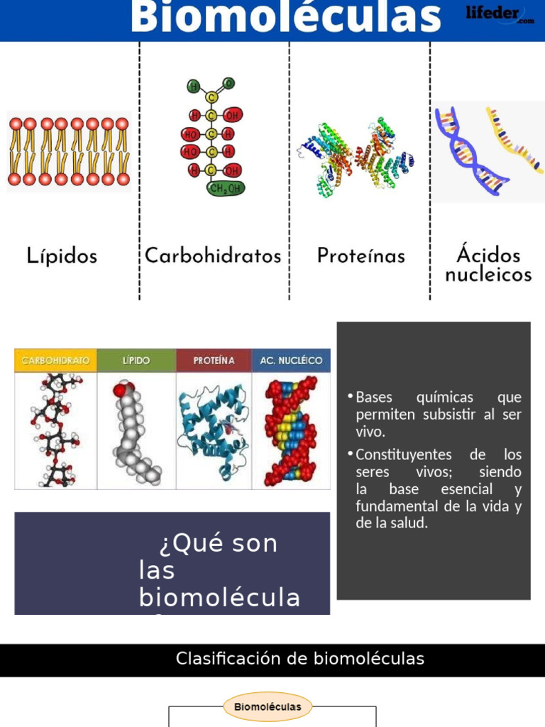BIOMOLECULAS | PDF