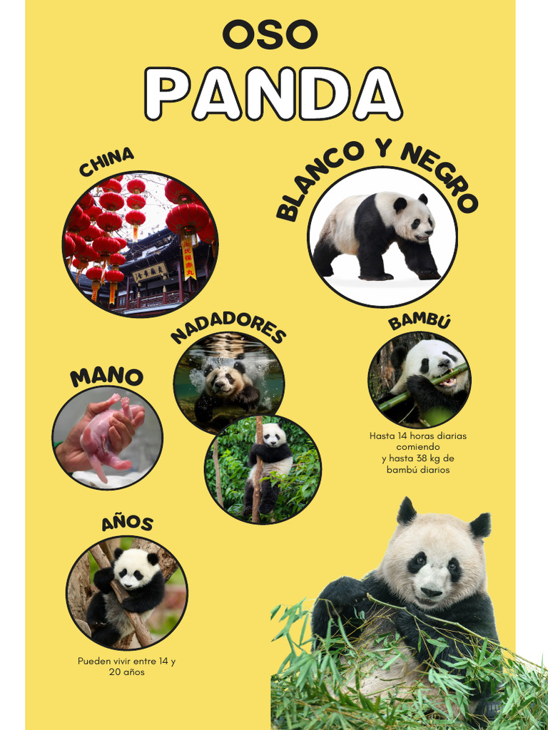 Yellow Photo Giant Panda Infographic (210 X 297 MM) | PDF