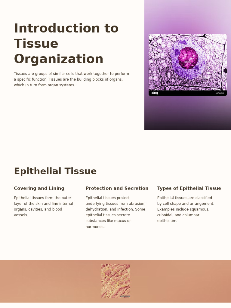 Tissue Organisation 2 | PDF