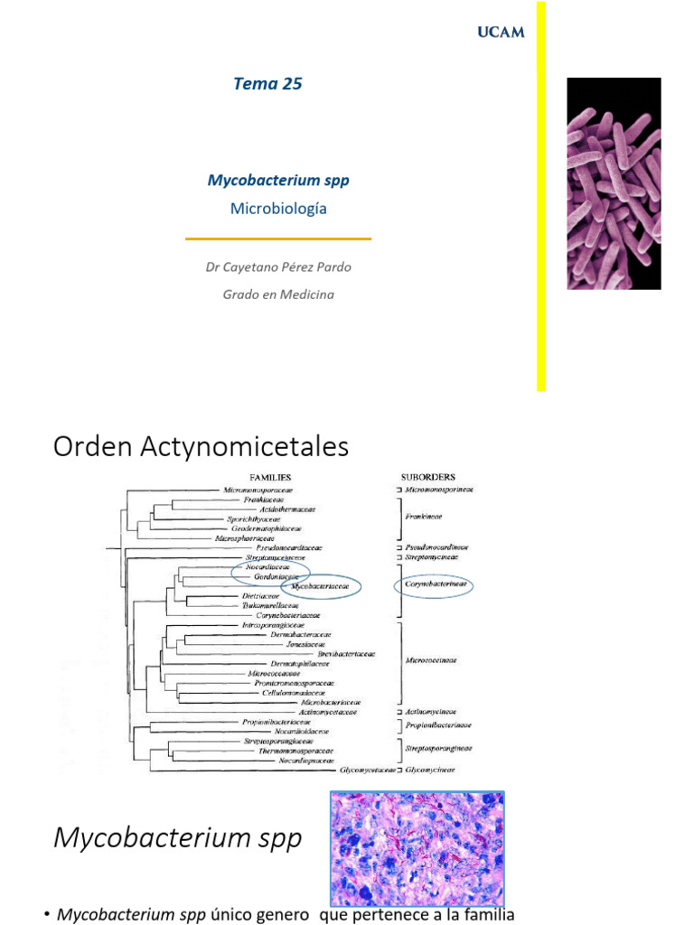Tema 25.mycobacterium | PDF