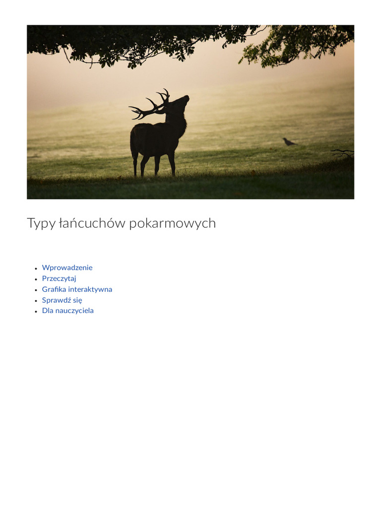 Typy Lancuchow Pokarmowych | PDF