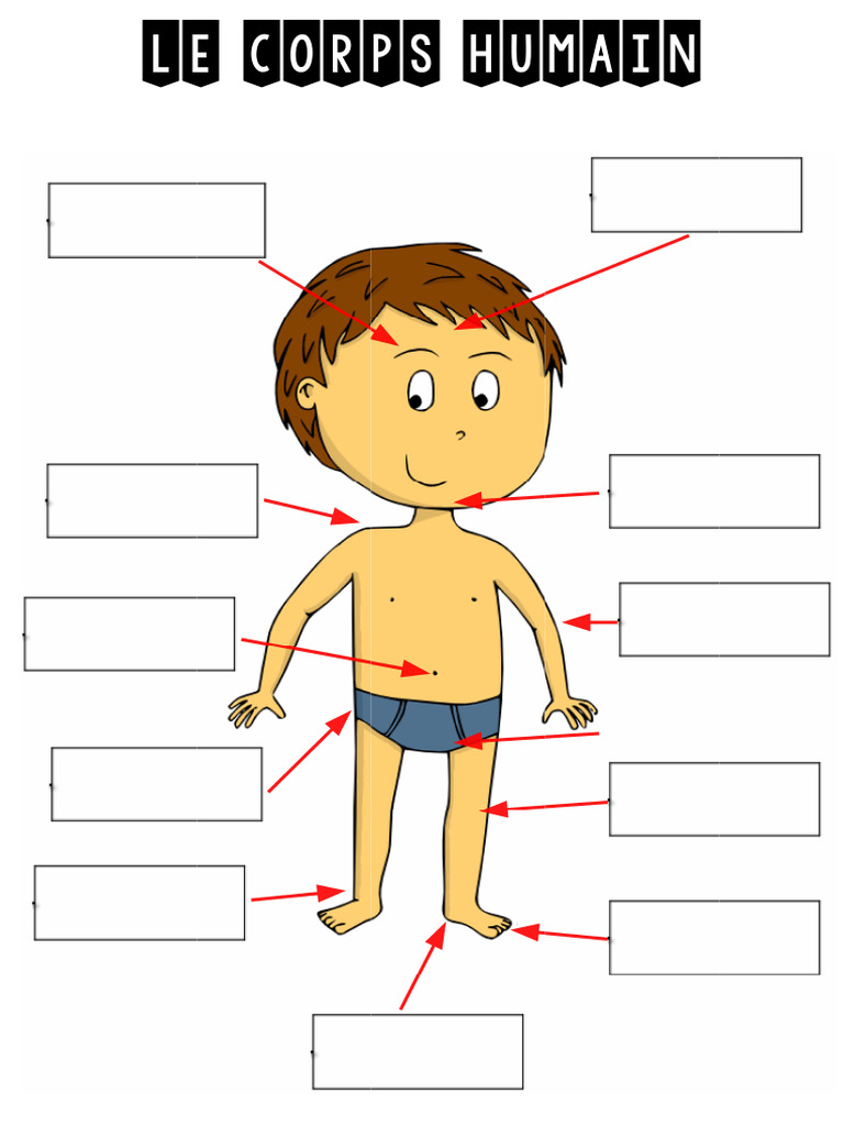 Corps Humain Vide | PDF