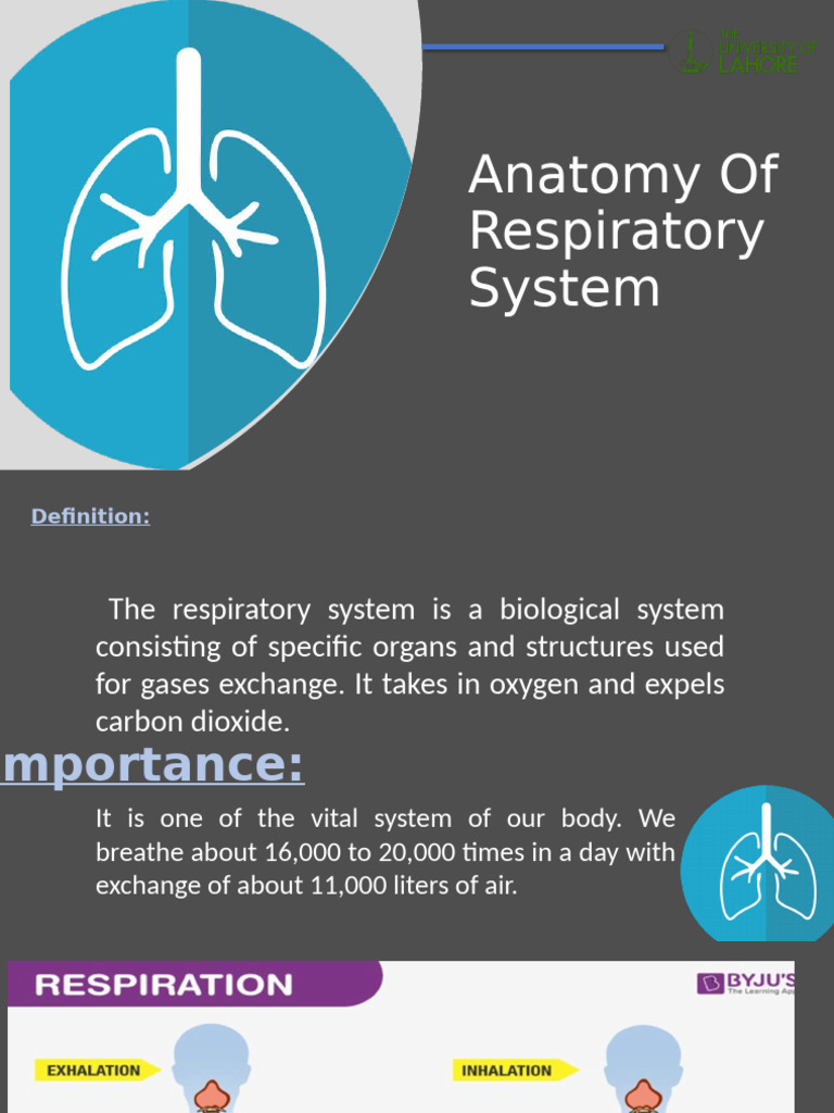Anatomy of Respiratory System | PDF