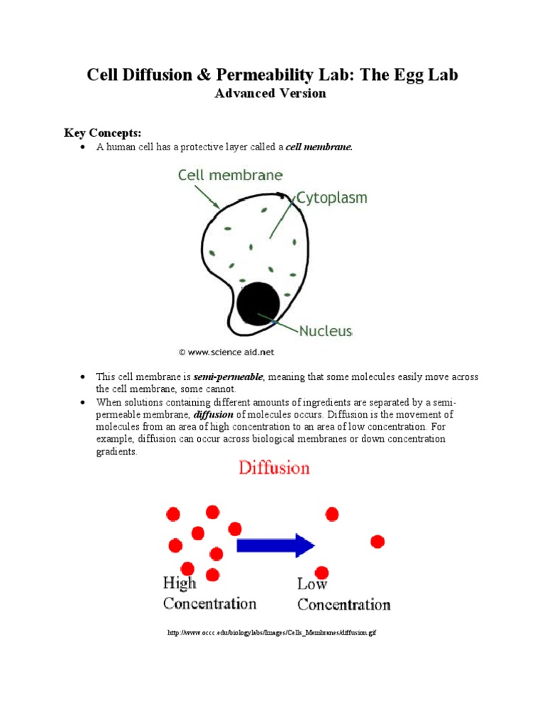Cell Diffusion & Permeability - Advanced Version | PDF