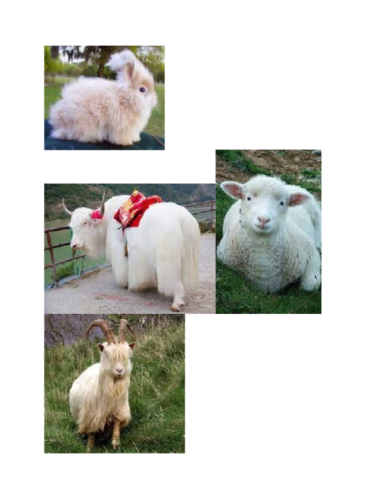 Animals That Yield Wool - GR7 | PDF