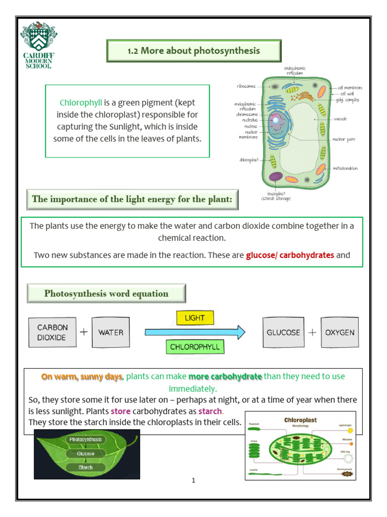 1.2 More About Photosynthesis Notes | PDF