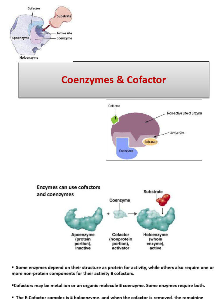 Coenzymes and Cofactors-1 | PDF