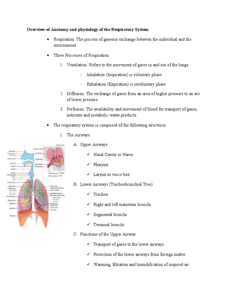 Anatomy and Physiology of Respiratory System | Respiratory System ...