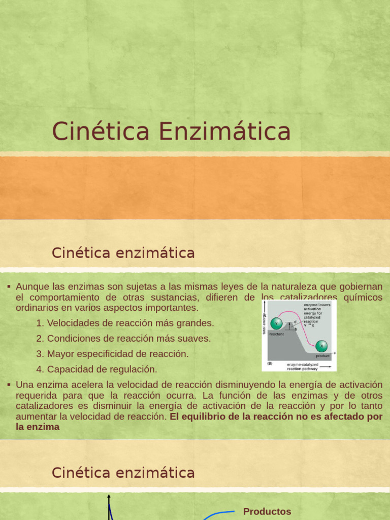 Cinética Enzimática | PDF