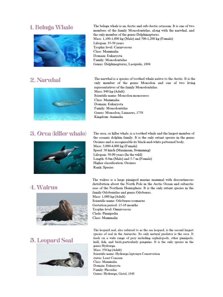 Beluga Whale Animal The Beluga Whale Is An Arctic and Sub-Arctic ...