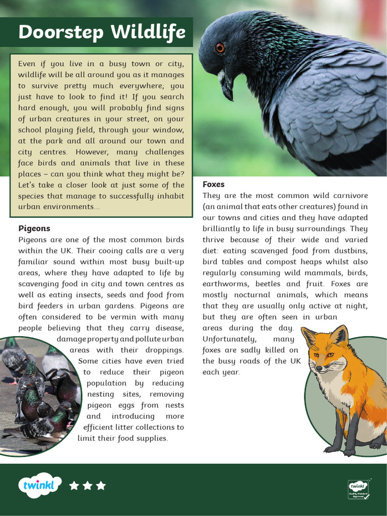 Urban Wildlife Text | PDF