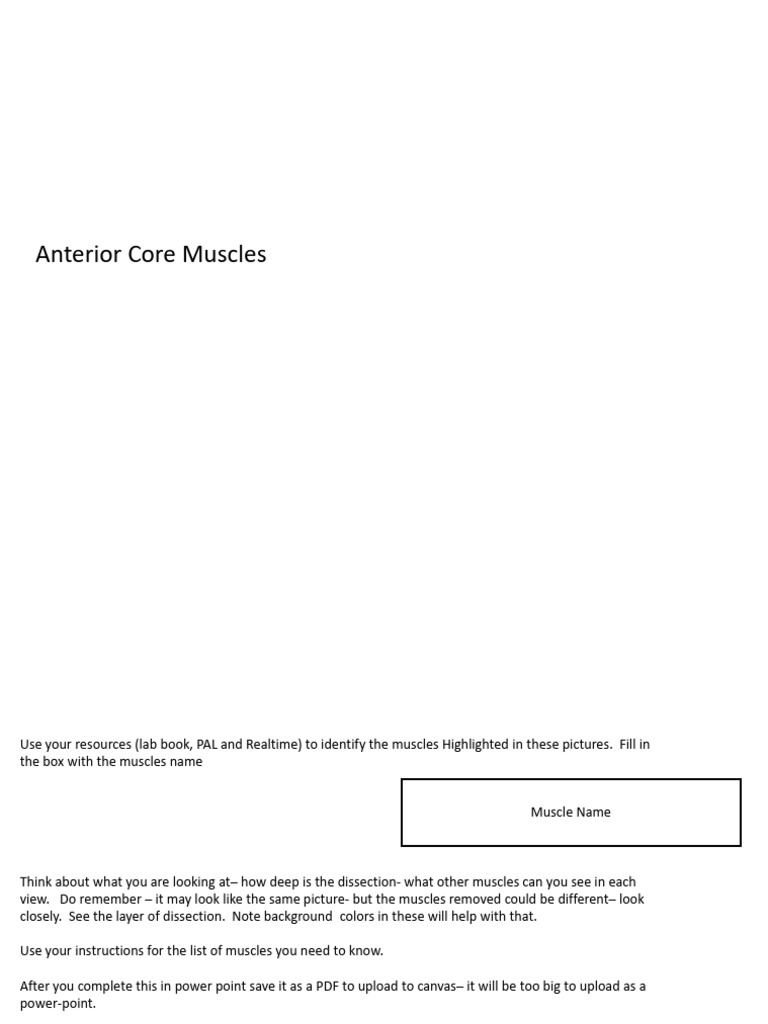 Muscles Lab Powerpoint | PDF
