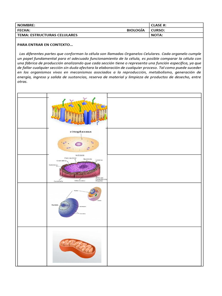 Actividad - 5 - Cartillabiología - Sexto - ESTRUCTURAS CELULARES | PDF