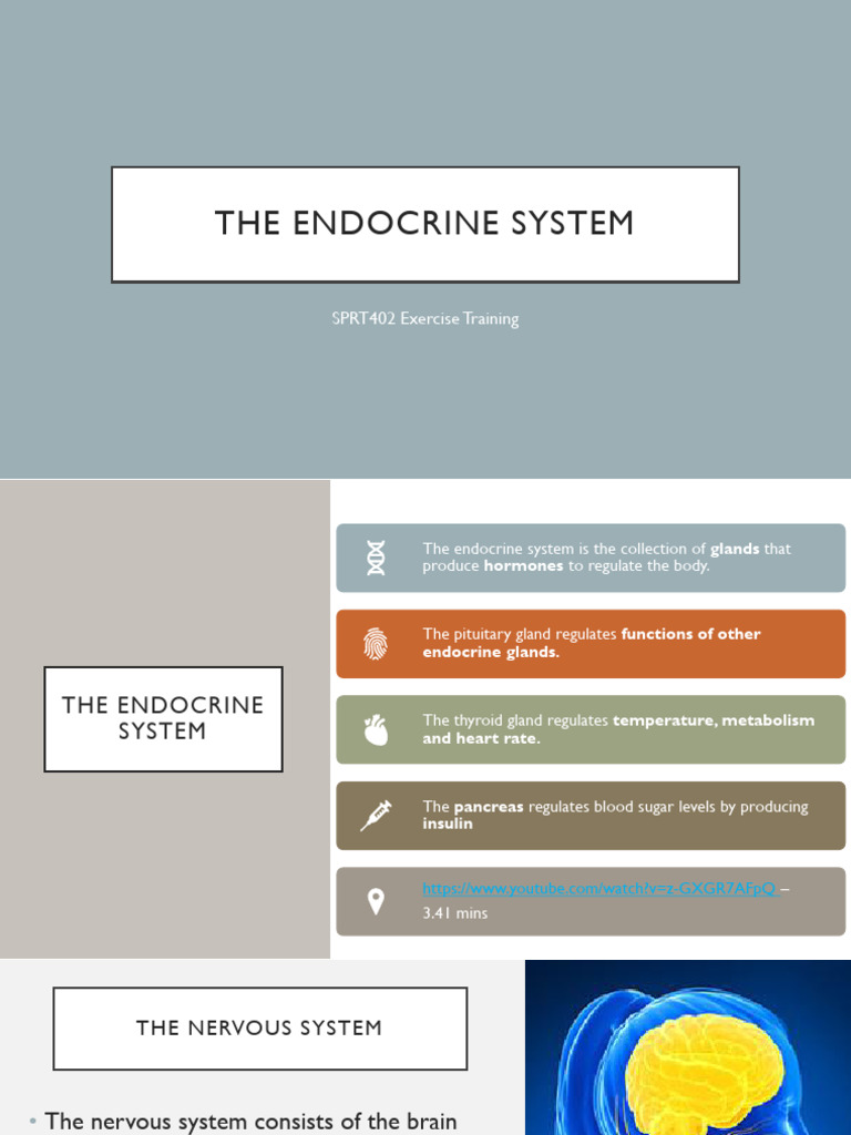 The Endocrine System 2020 | PDF