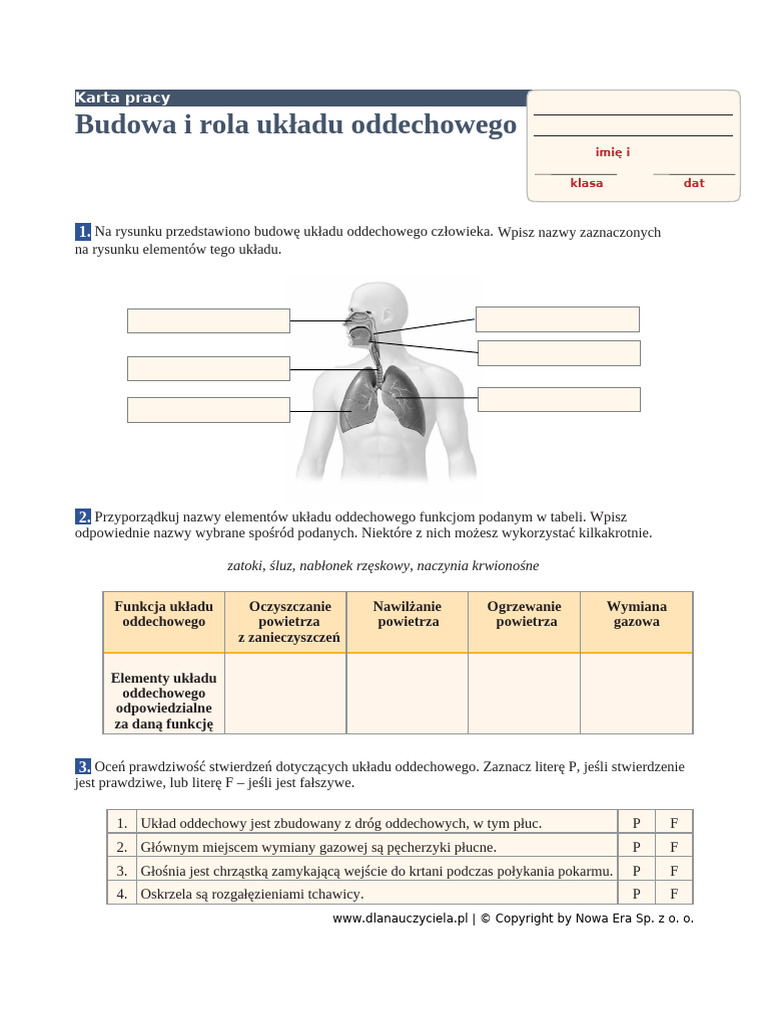 Budowa I Rola Ukladu Oddechowego Karta Pracy | PDF