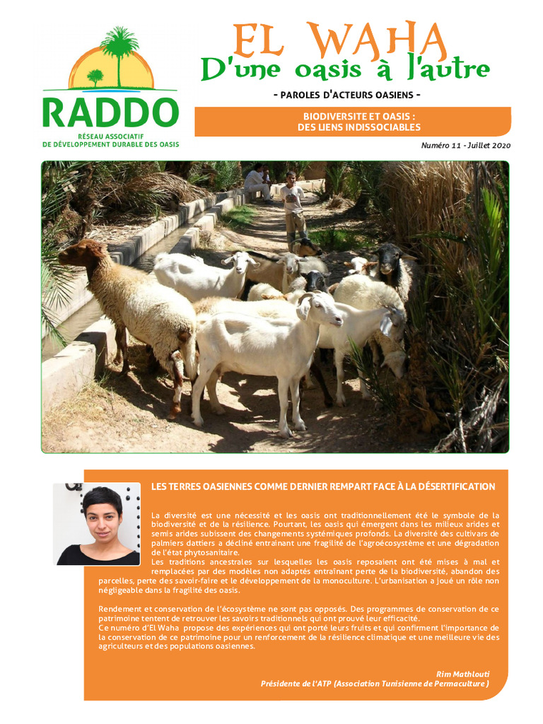 RADDO El Waha 11-1 | PDF
