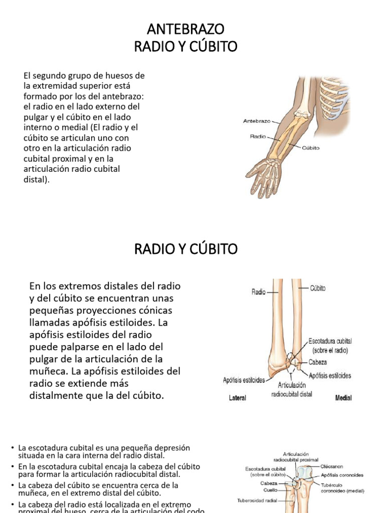 Antebrazo Radio y Cubito | PDF