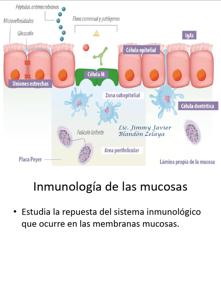 Inmunidad De Mucosas Pdf