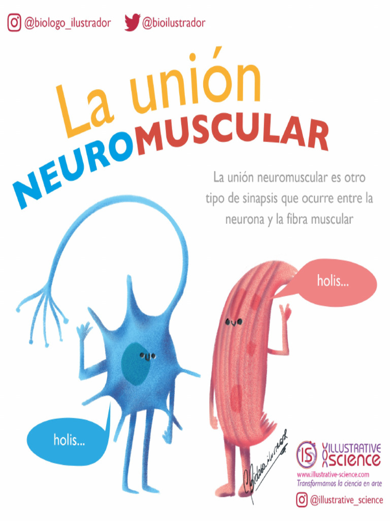 Infografia Union Neuromuscular | PDF