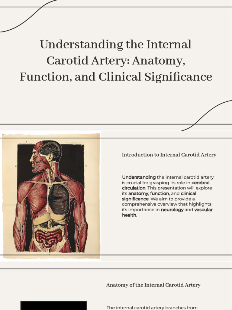 Slidesgo Understanding The Internal Carotid Artery Anatomy Function and ...